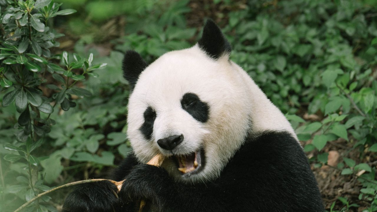 Nouvelle vie de riche : Elle crée un sanctuaire pour pandas avec son ...